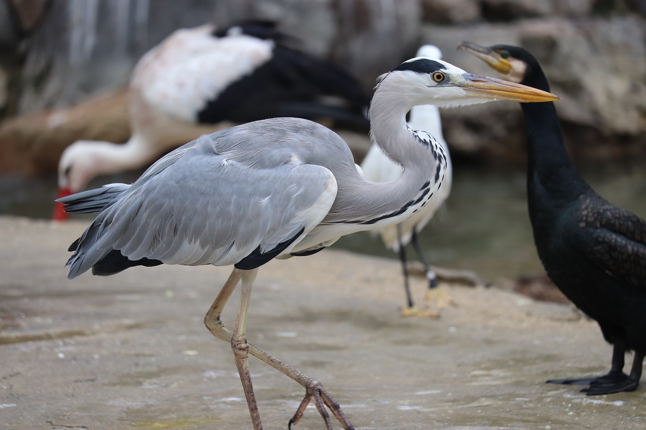 Grey Heron | OSAKA TENNOJI ZOO, the local incorporated administrative ...