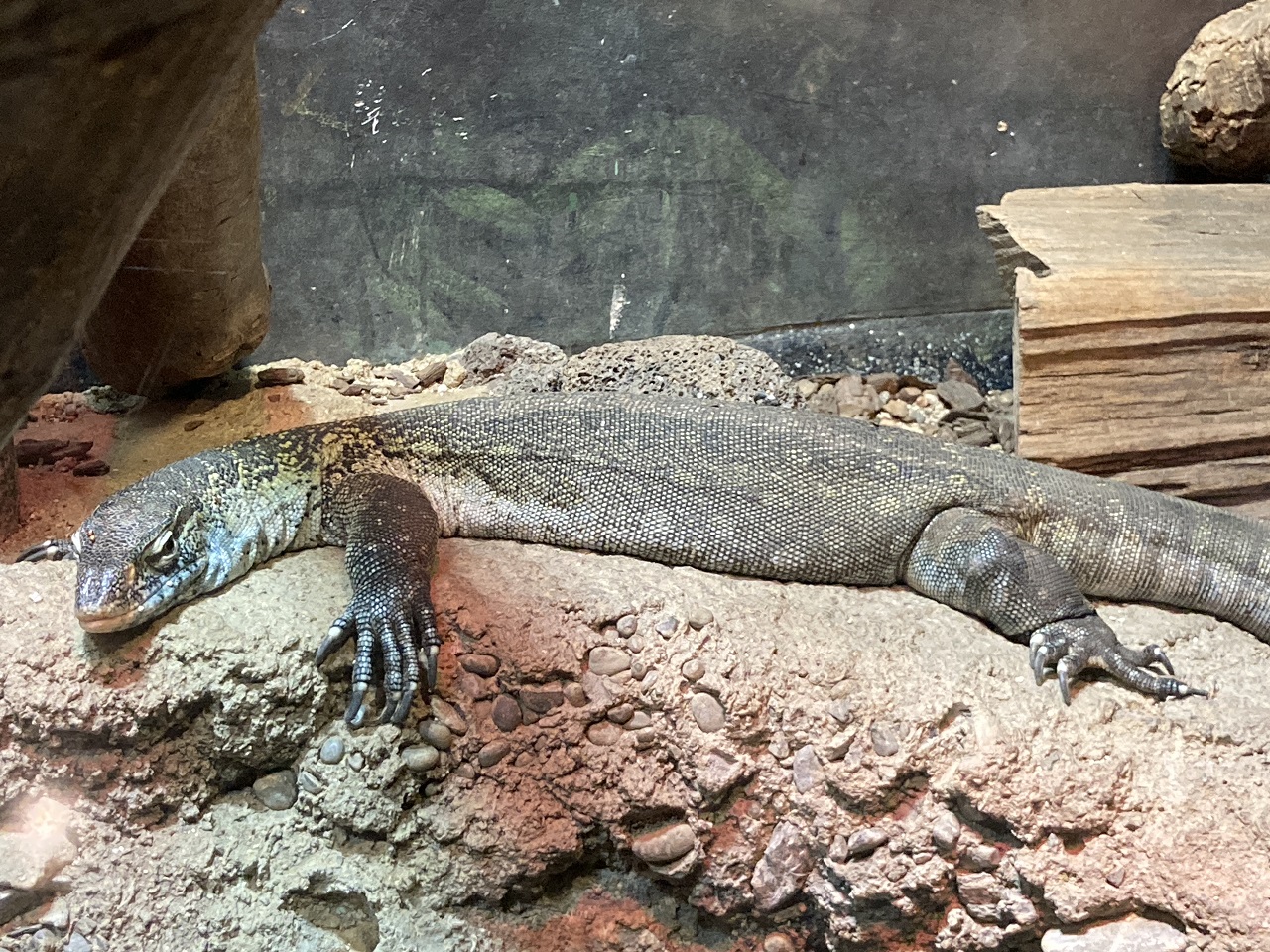 Nile Monitor | OSAKA TENNOJI ZOO, the local incorporated administrative ...