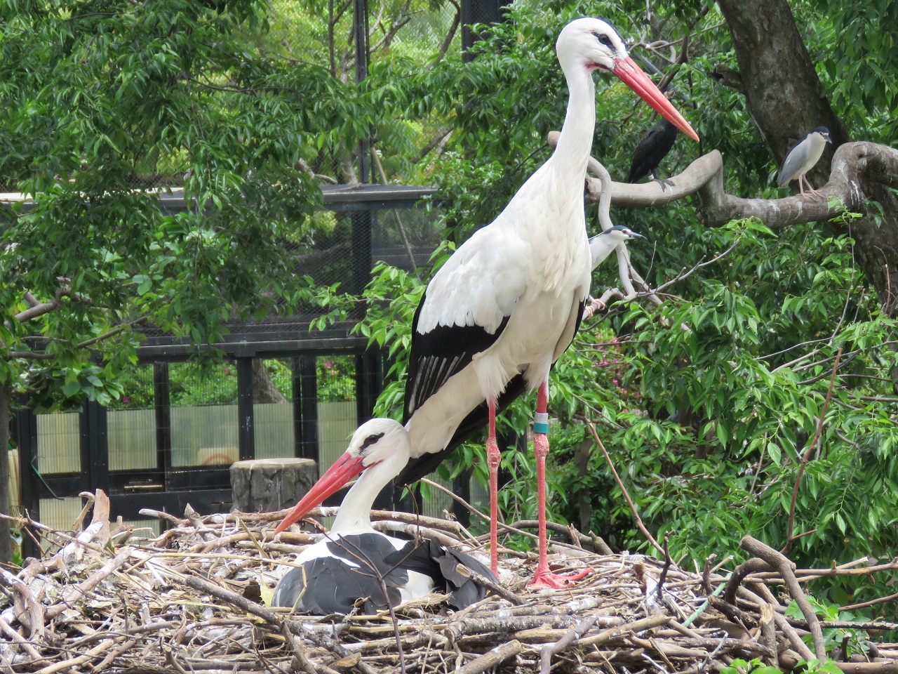 European White Stork | OSAKA TENNOJI ZOO, the local incorporated ...