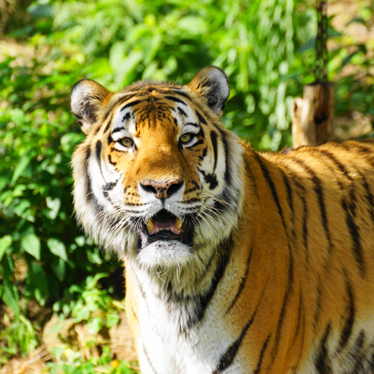 African Savanna Zone | OSAKA TENNOJI ZOO, the local incorporated ...