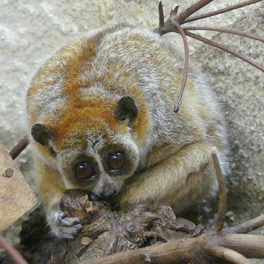 Asian Tropical Rainforest Zone and Surrounding Area | OSAKA TENNOJI ZOO ...