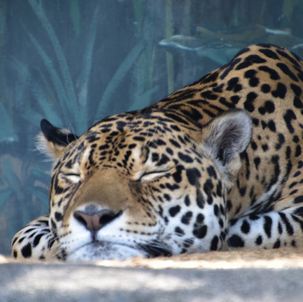African Savanna Zone | OSAKA TENNOJI ZOO, the local incorporated ...