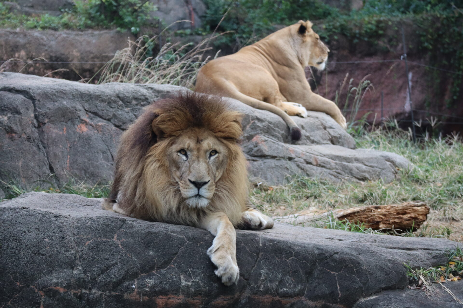 Knack of enjoy the zoo | OSAKA TENNOJI ZOO, the local incorporated ...