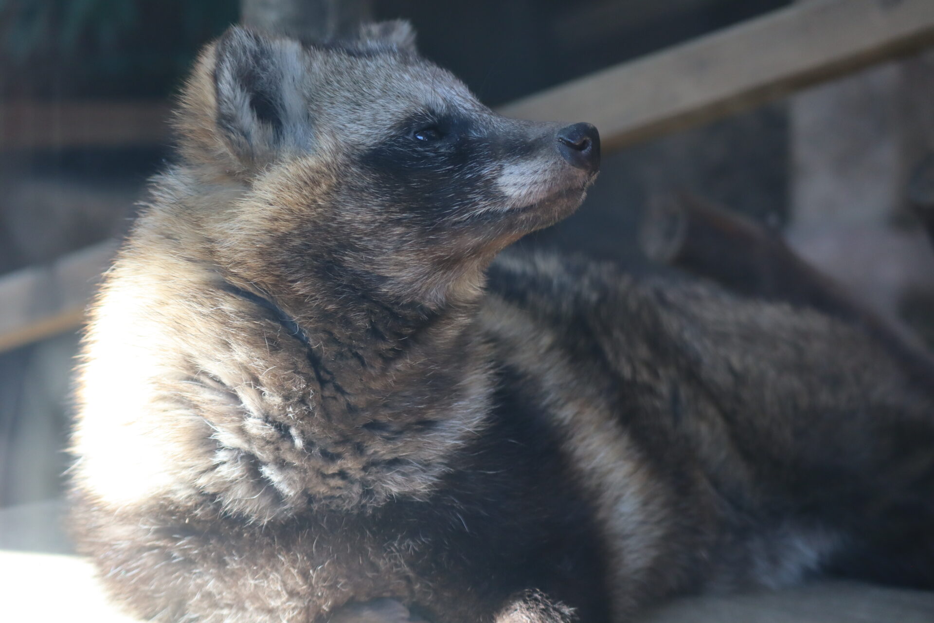 Knack of enjoy the zoo | OSAKA TENNOJI ZOO, the local incorporated ...