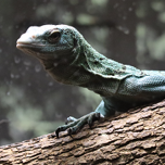 Reptile House “IFAR” | OSAKA TENNOJI ZOO, the local incorporated ...