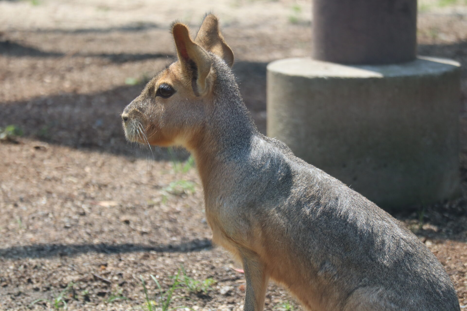 Mara | OSAKA TENNOJI ZOO, the local incorporated administrative agency.