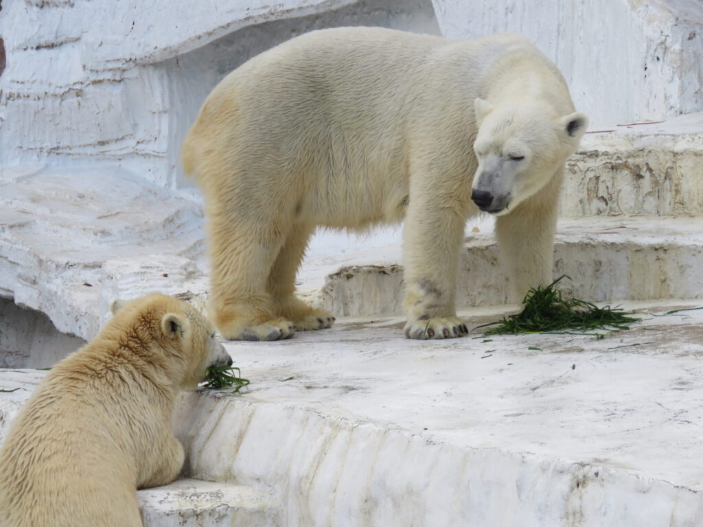 今日のホッキョクグマ親子 | 地方独立行政法人天王寺動物園